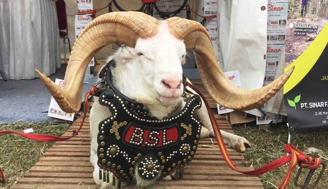 Deldom, Delman Domba Khas Jawa Barat