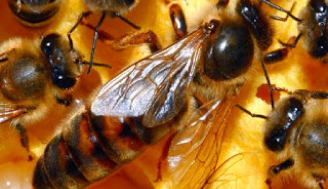 Cara Mudah Memilih Madu Asli